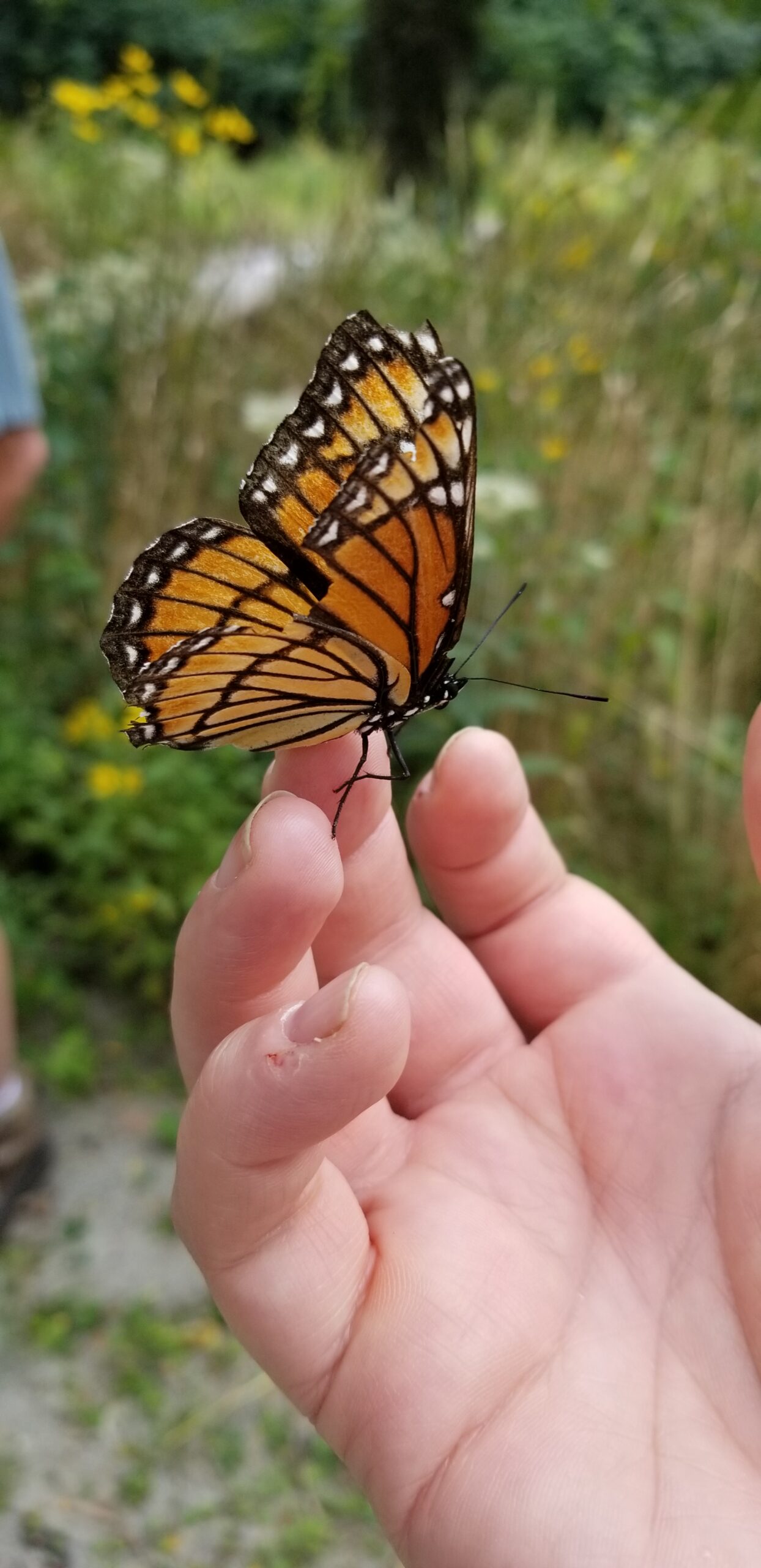 About – Ohio Lepidopterists